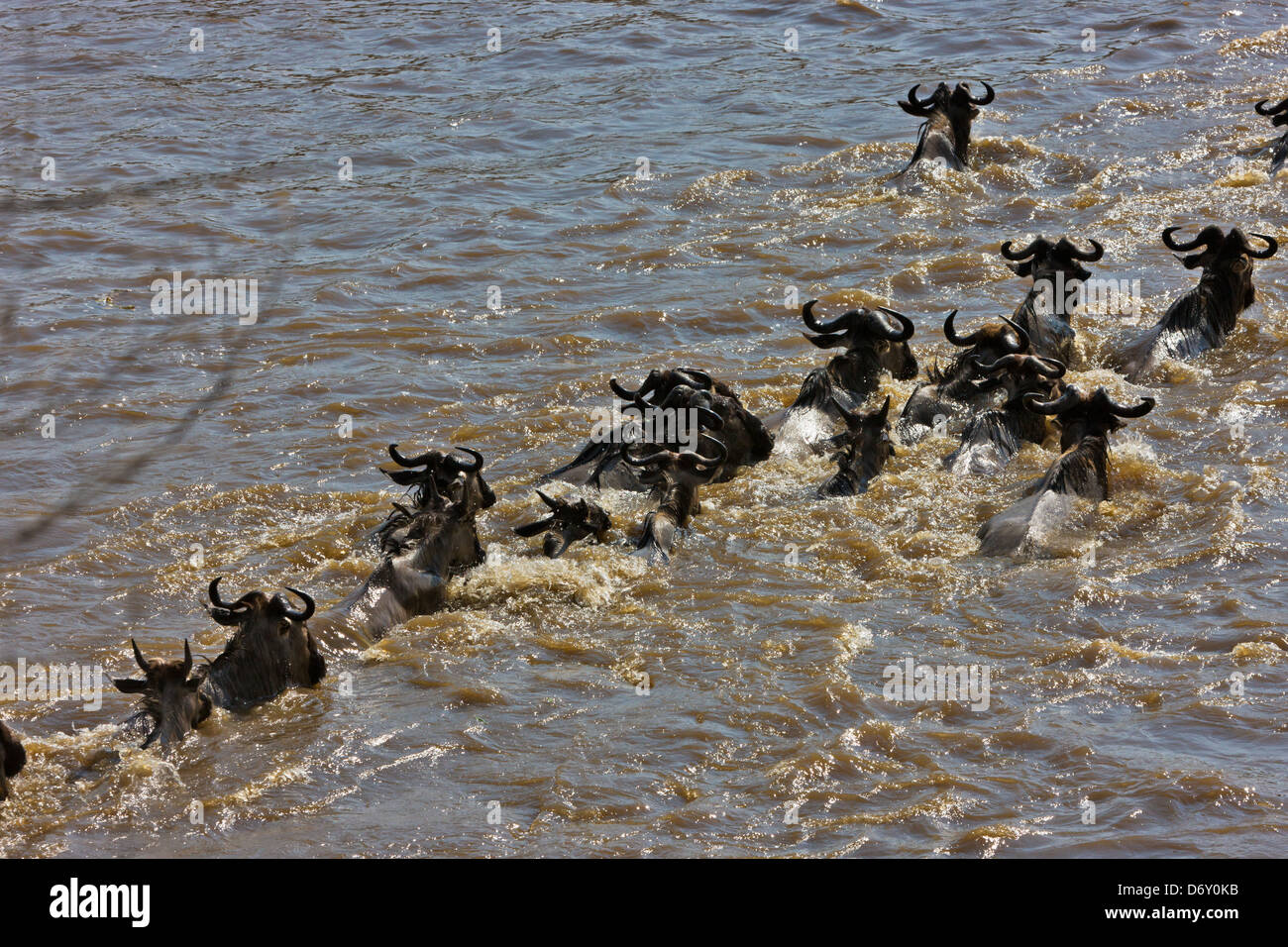 Wildebeest migration, crossing the Masai River, Masai Mara, Kenya Stock ...