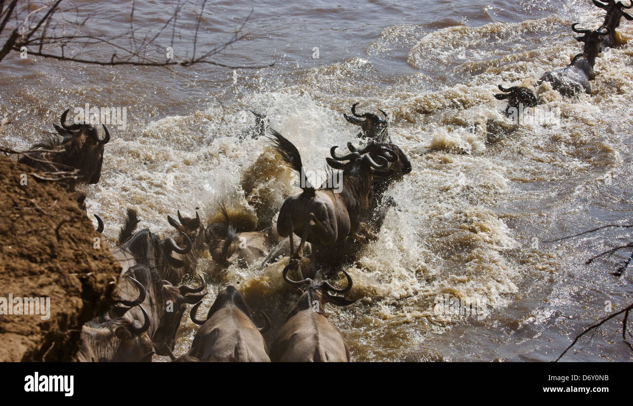 Wildebeest migration, crossing the Masai River, Masai Mara, Kenya Stock ...