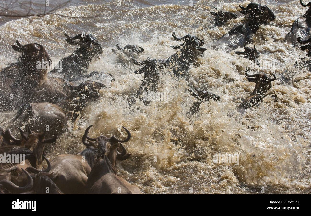 Wildebeest migration, crossing the Masai River, Masai Mara, Kenya Stock ...