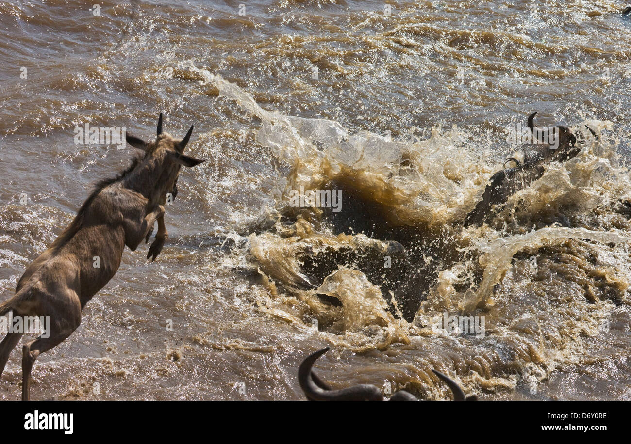 Wildebeest migration, crossing the Masai River, Masai Mara, Kenya Stock ...