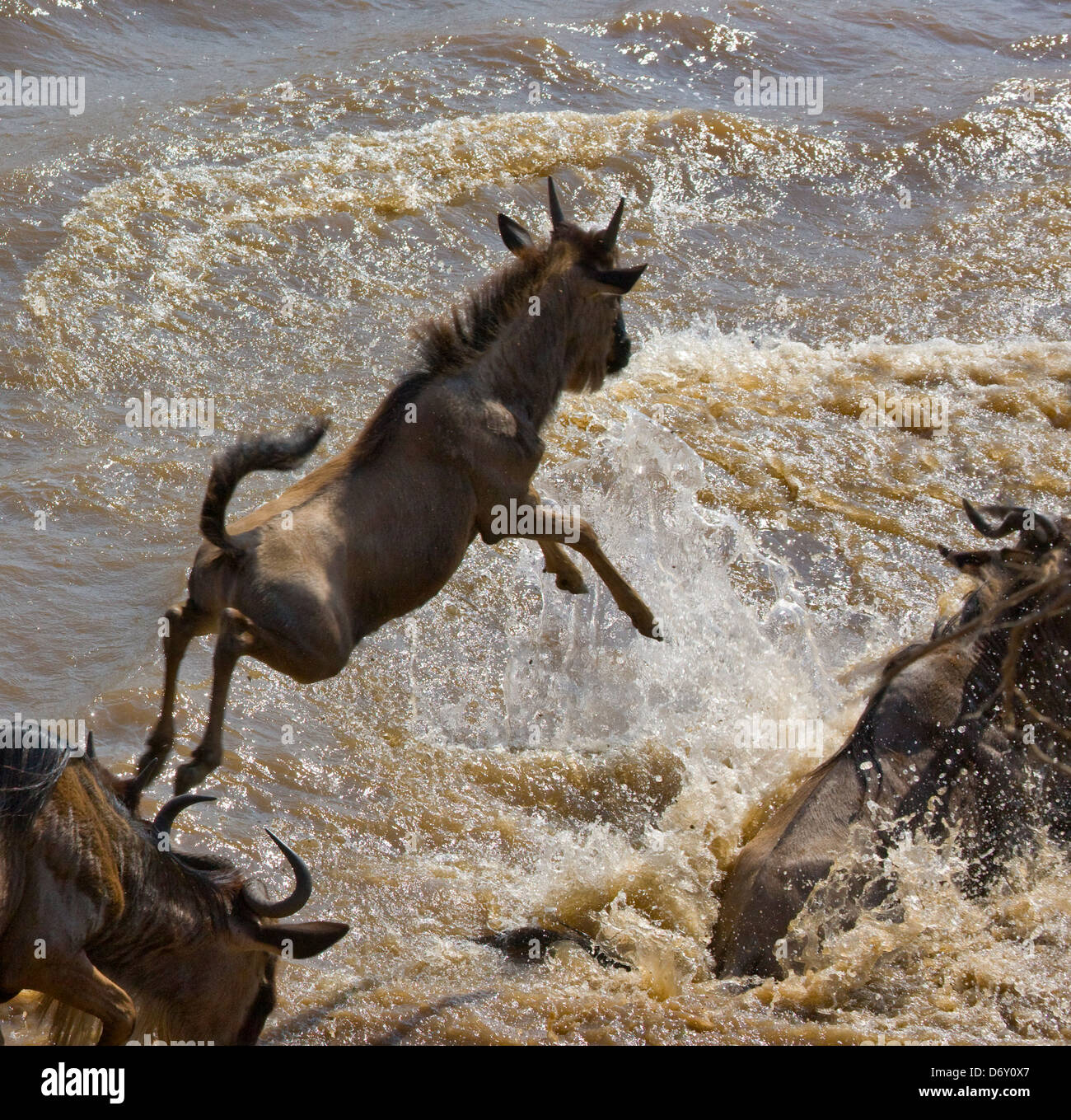 Wildebeest migration, crossing the Masai River, Masai Mara, Kenya Stock ...