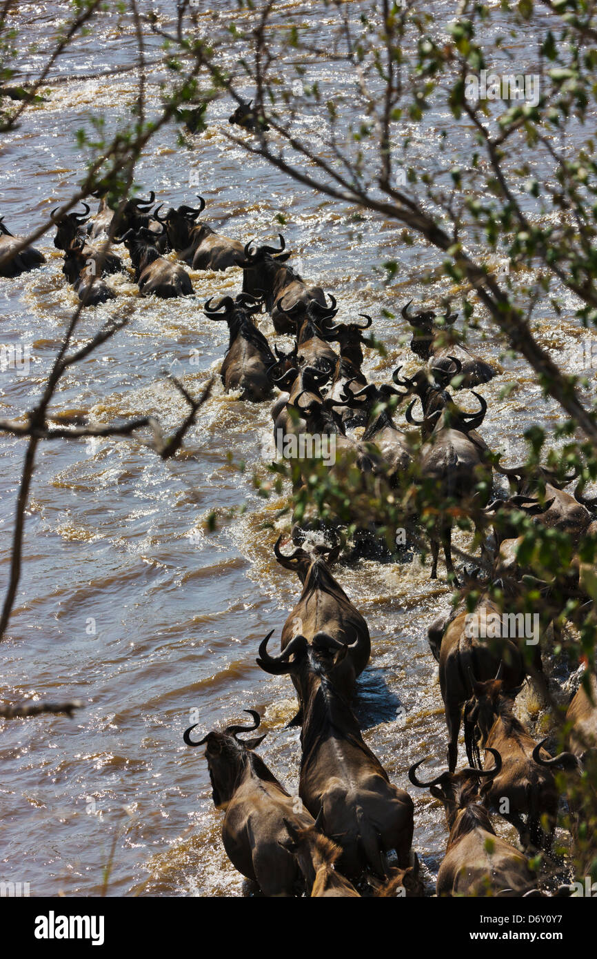 Wildebeest migration, crossing the Masai River, Masai Mara, Kenya Stock ...