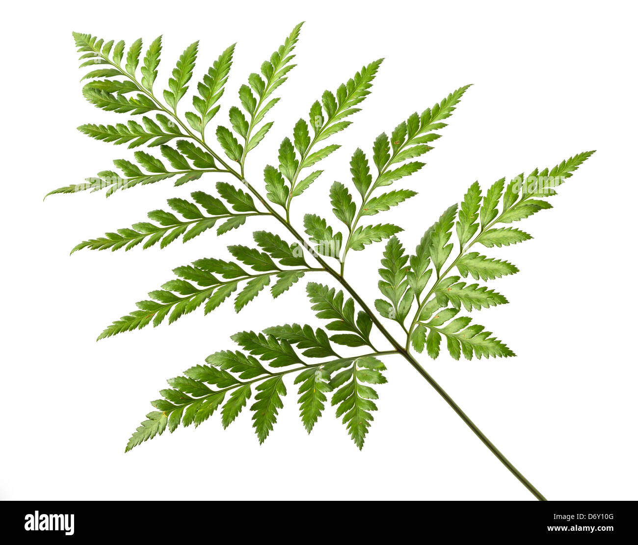 Foot wide Cut Out Stock Images & Pictures - Alamy