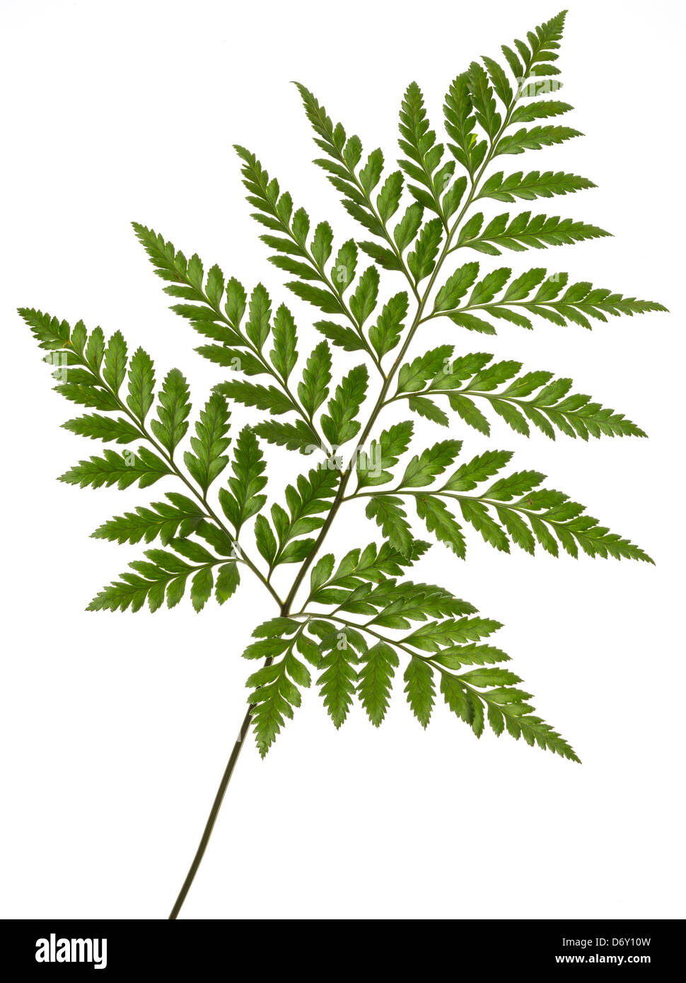 Foot wide Cut Out Stock Images & Pictures - Alamy