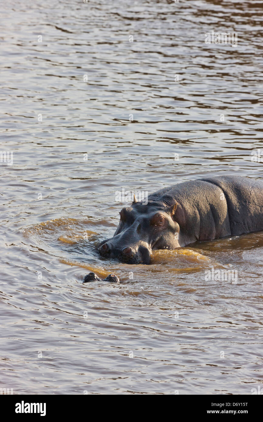 Hippo in the water, Masai Mara, Kenya Stock Photo - Alamy