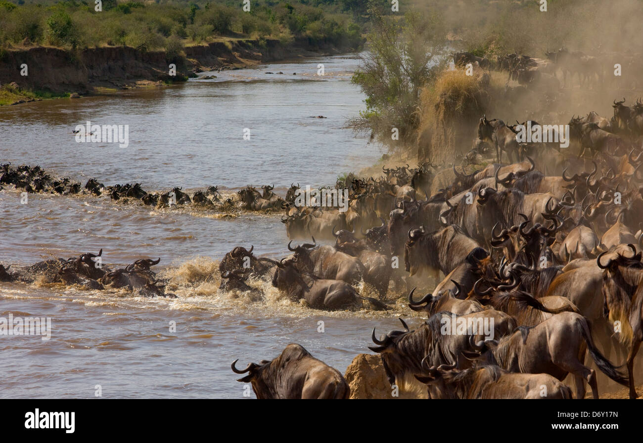 Wildebeest migration, crossing the Masai River, Masai Mara, Kenya Stock ...