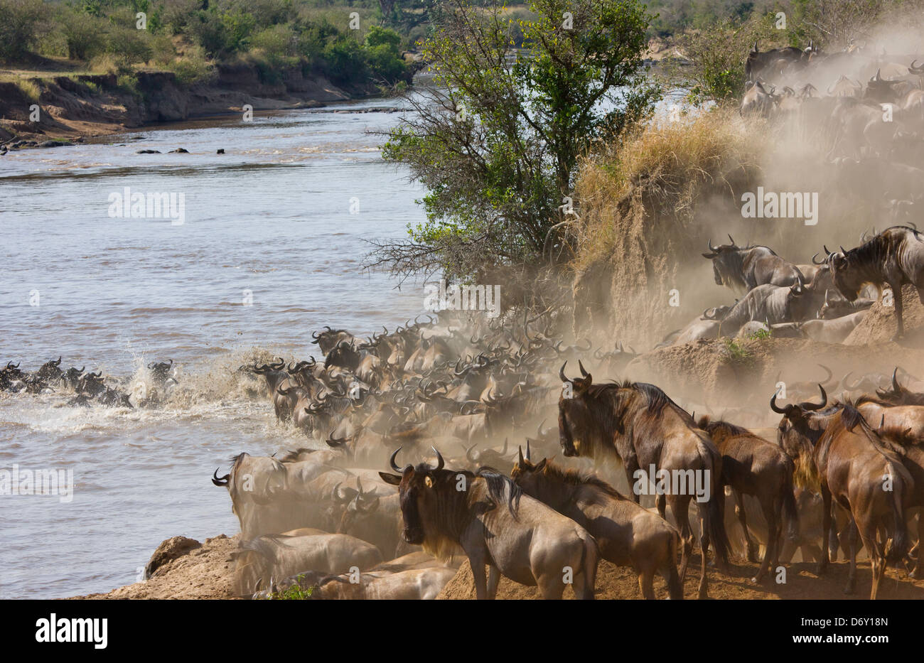 Wildebeest migration, crossing the Masai River, Masai Mara, Kenya Stock ...
