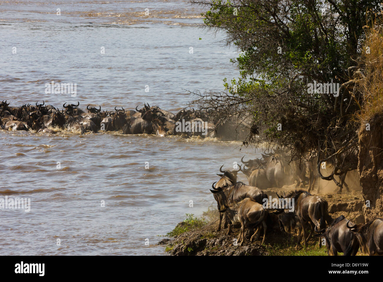 Wildebeest migration, crossing the Masai River, Masai Mara, Kenya Stock ...