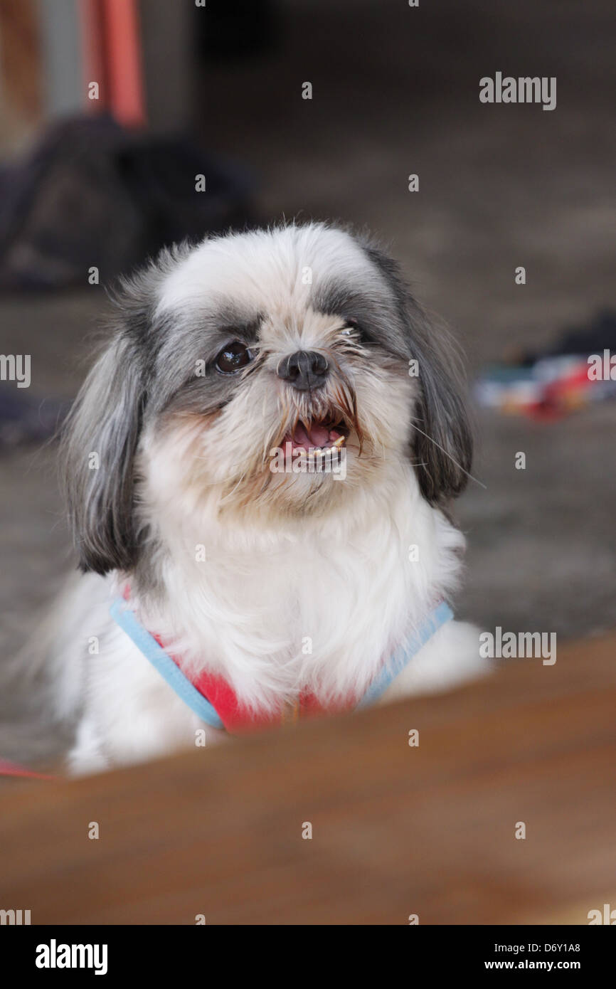 Shih Tzu dog Are viewed with suspicion,It's like a Yap Stock Photo - Alamy