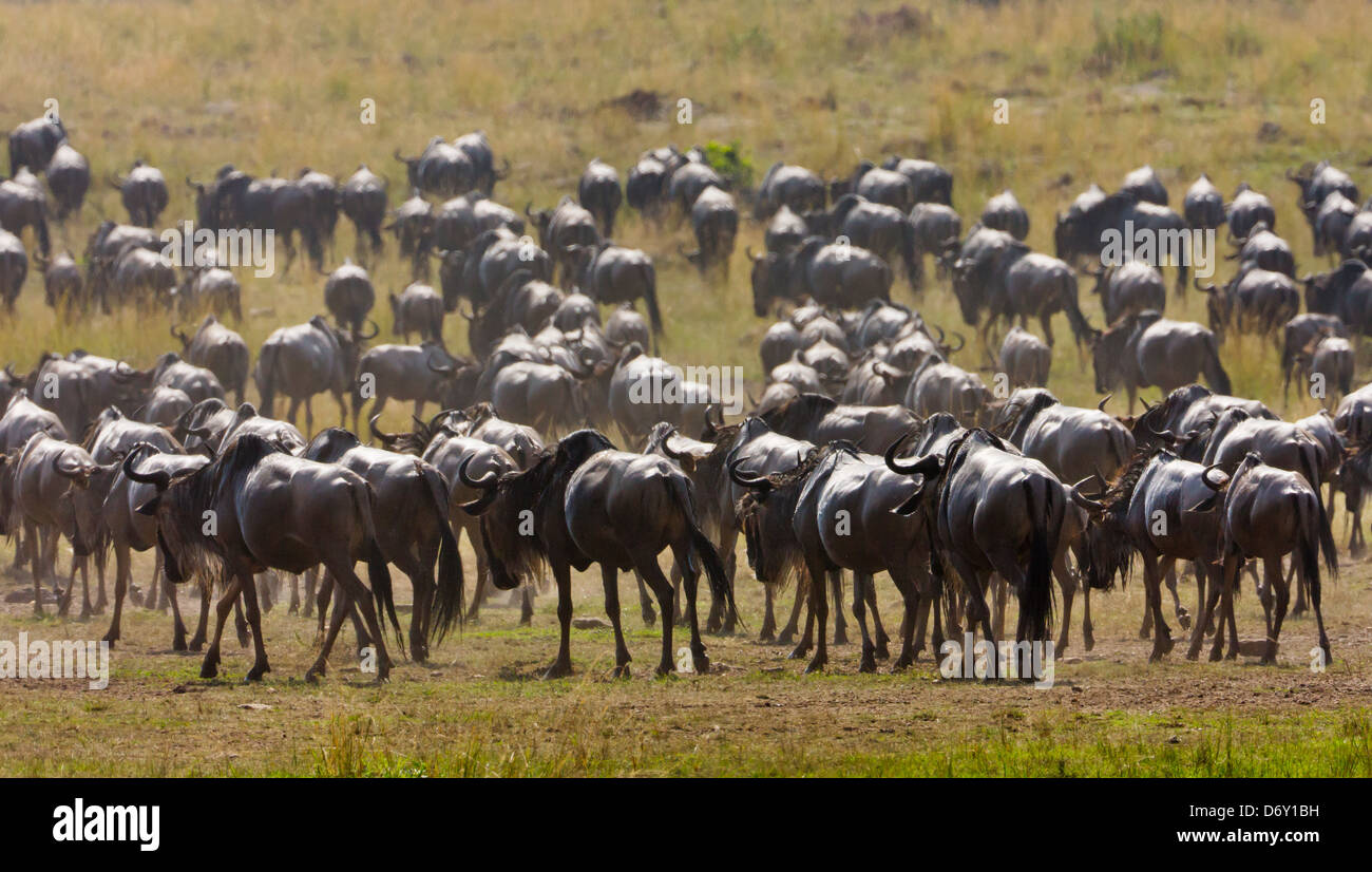Wildebeest migration, Masai Mara, Kenya Stock Photo - Alamy