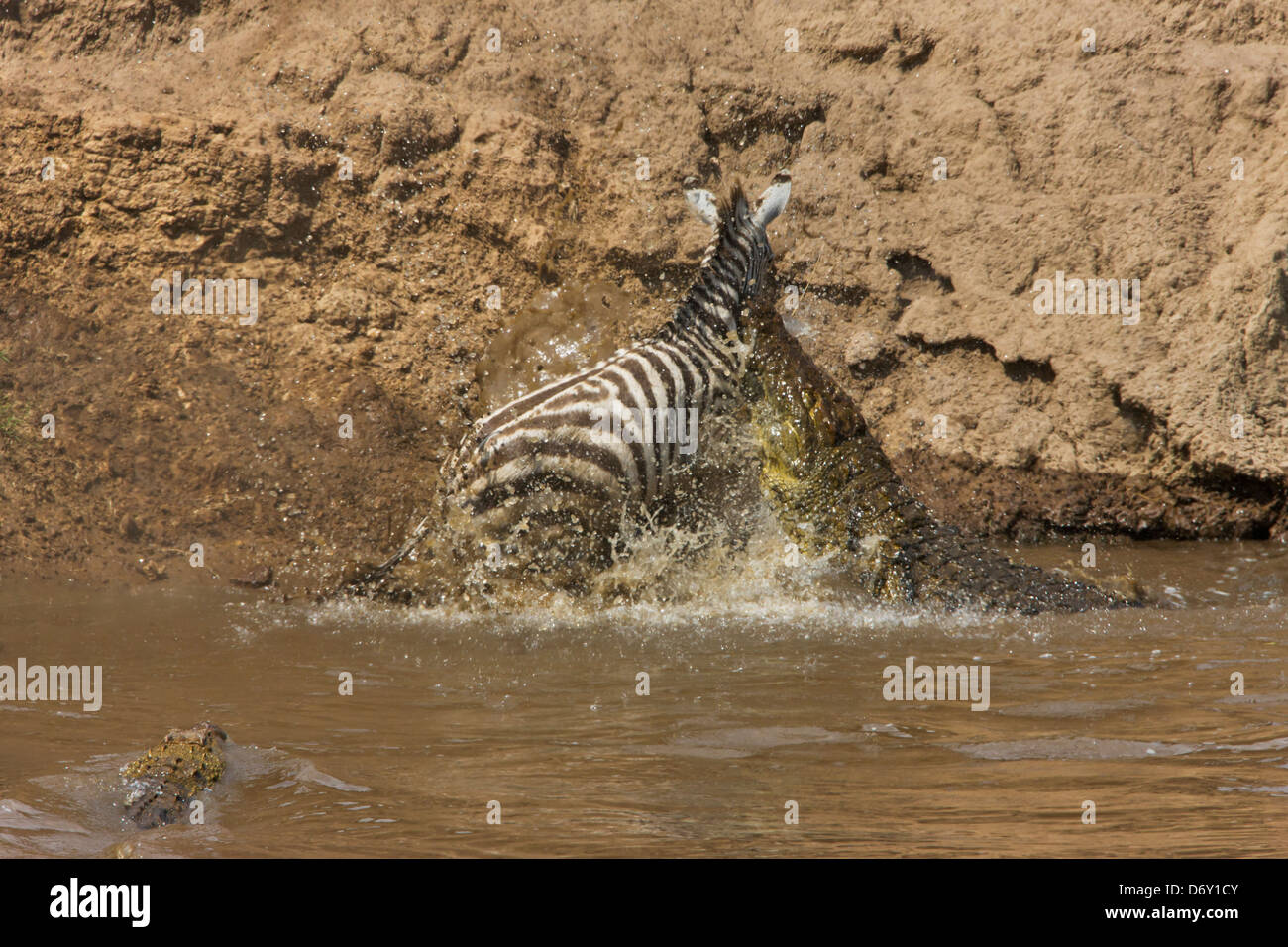 Mara river crossing zebra crocodile hi-res stock photography and images ...