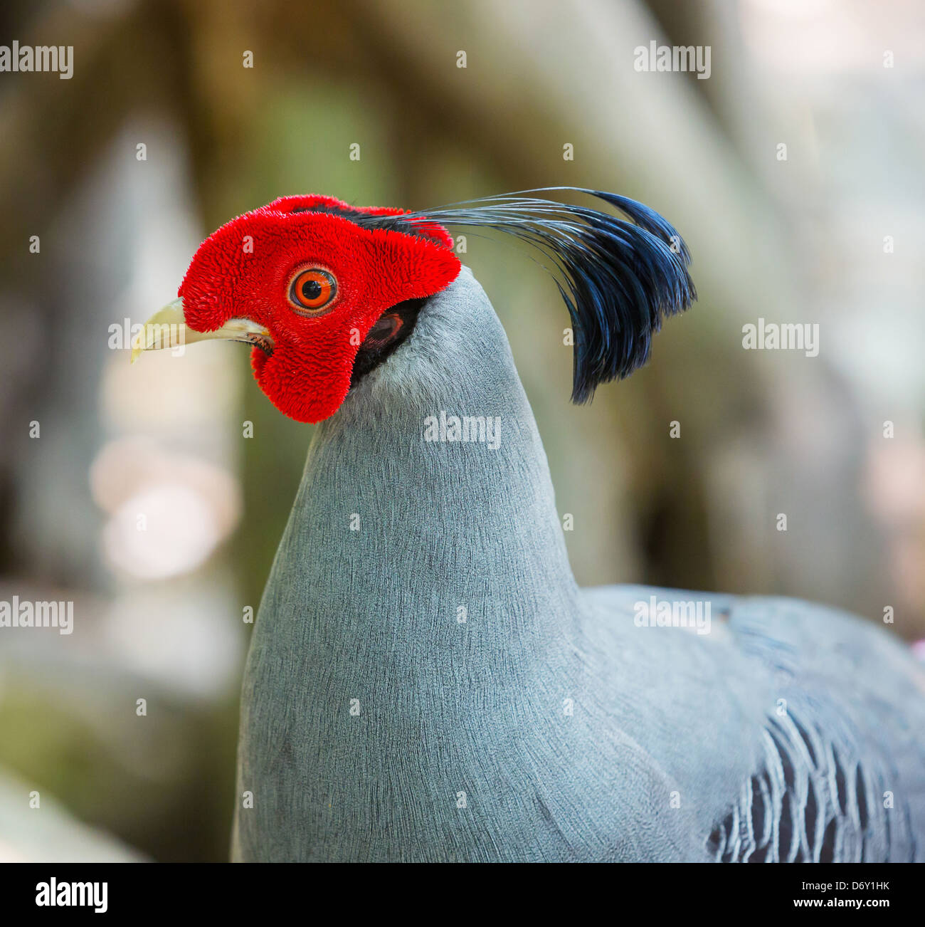 Close up Kalij pheasant - Lophura leucomelanos Stock Photo - Alamy