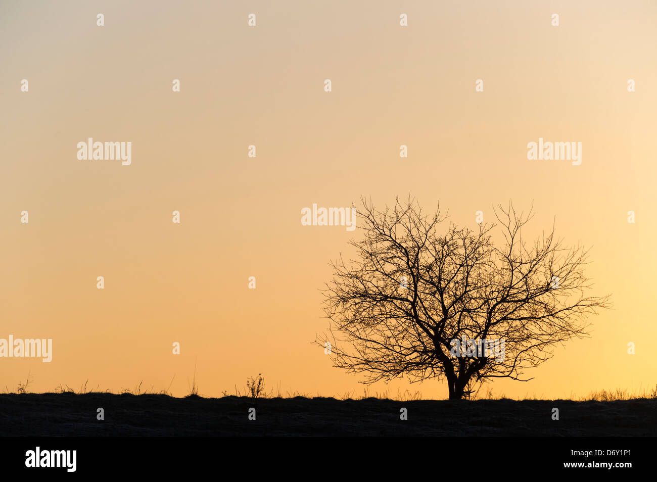 Silhouette of a single barren tree at sunset, Stowe, VT, USA Stock ...
