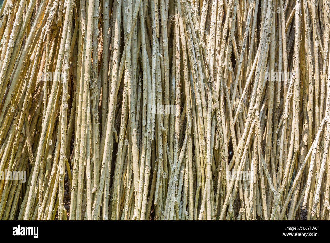 Prop roots hi-res stock photography and images - Alamy