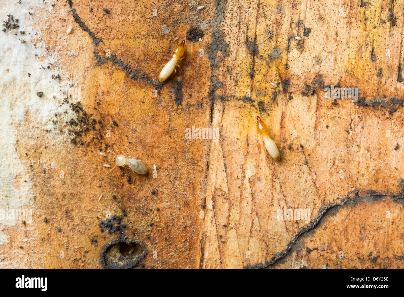 Termites eat wood hi-res stock photography and images - Alamy