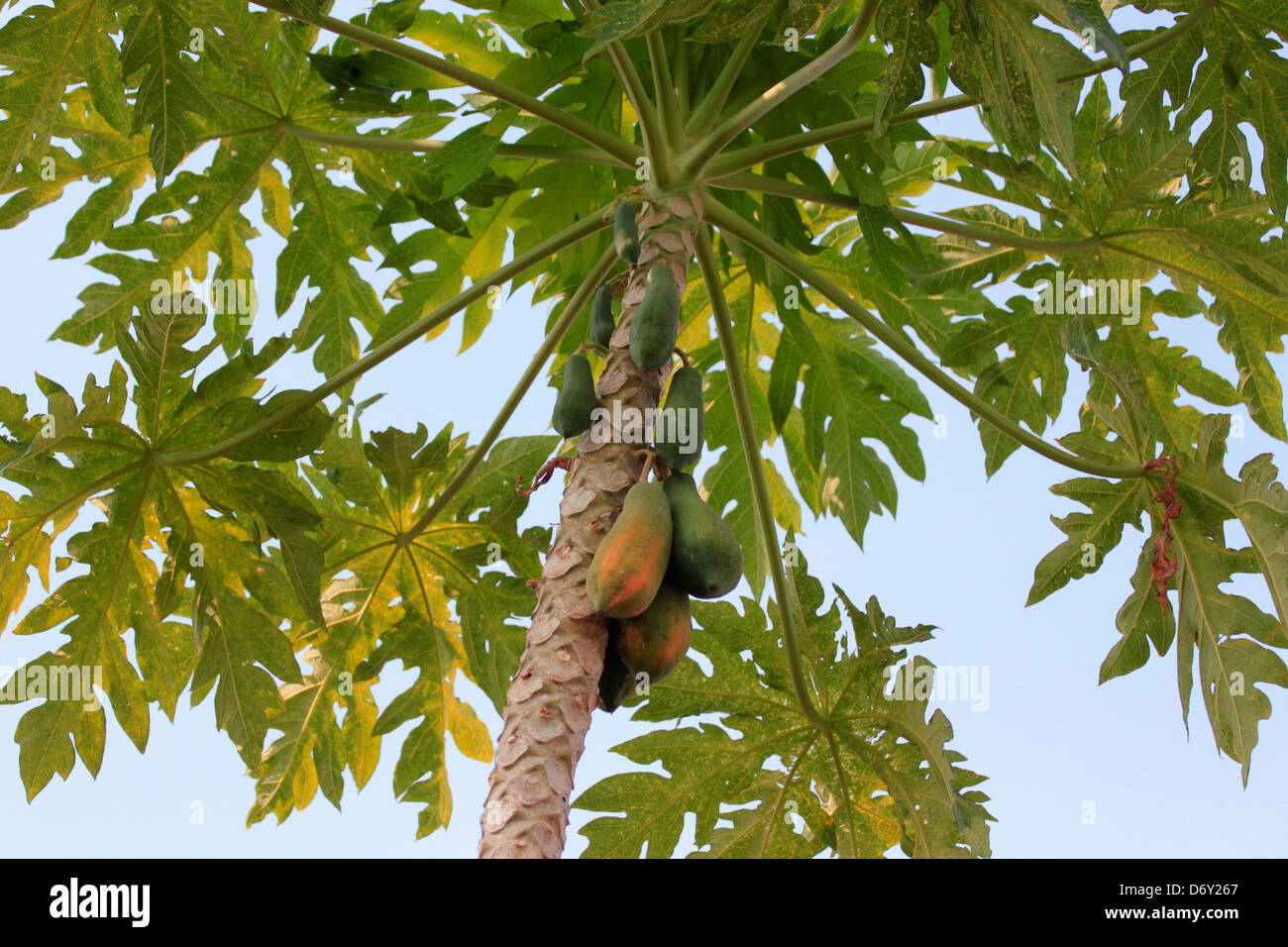 The fruit of the tree hi-res stock photography and images - Alamy