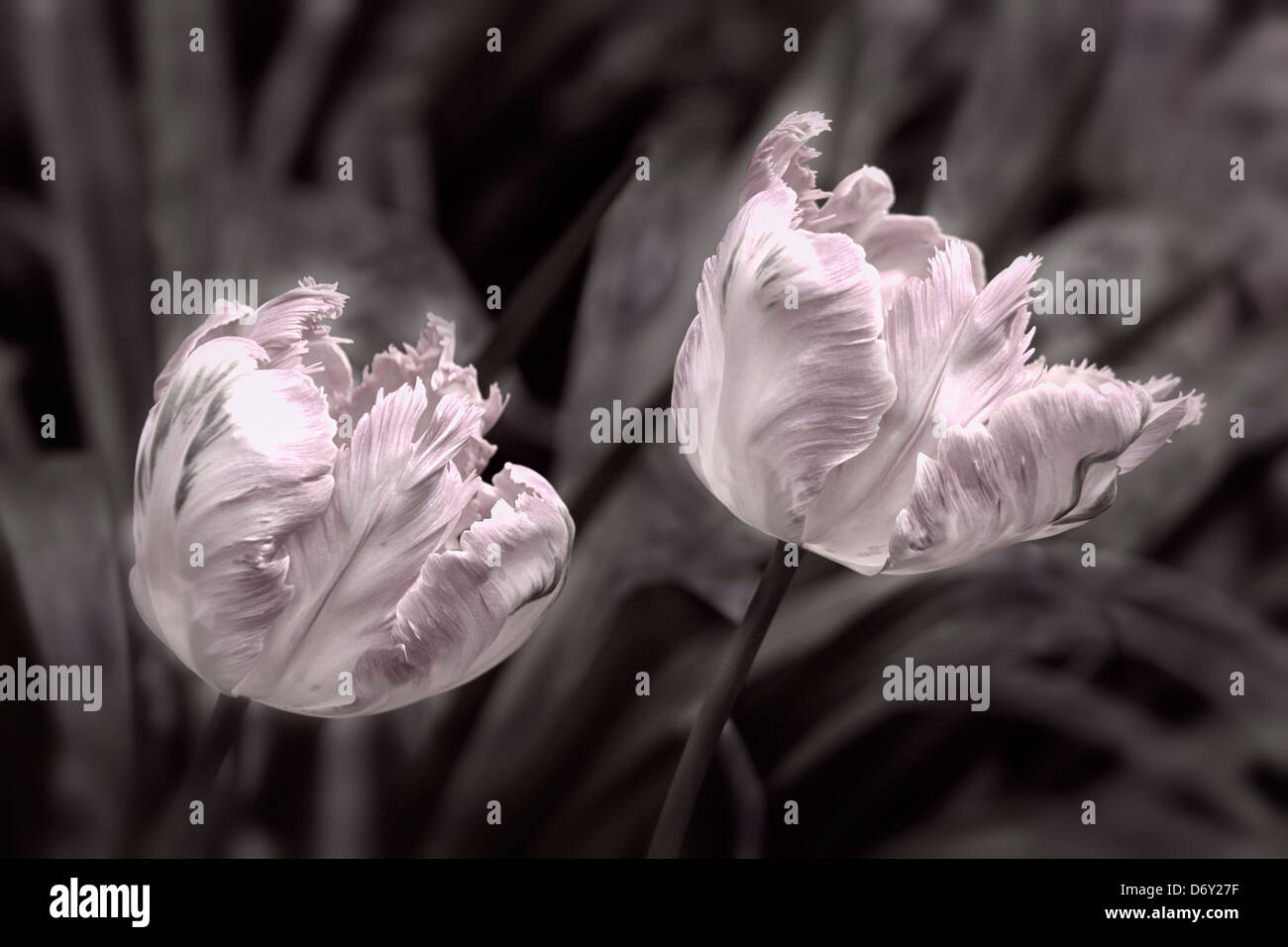 black and white images of feather tulips Stock Photo - Alamy