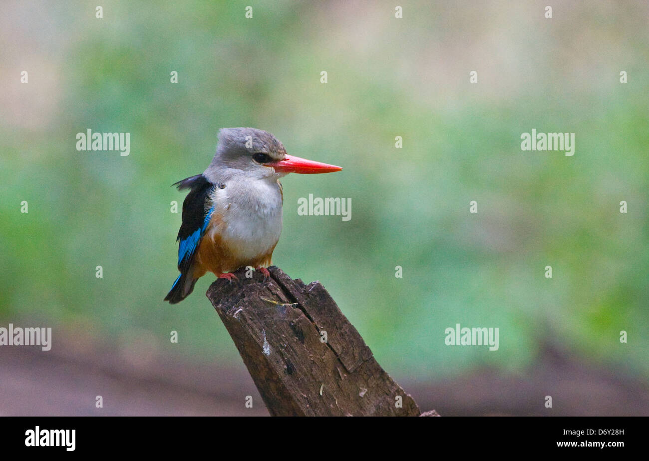 Grey-headed Kingfisher(Halcyon leucocephala), Kenya Stock Photo - Alamy