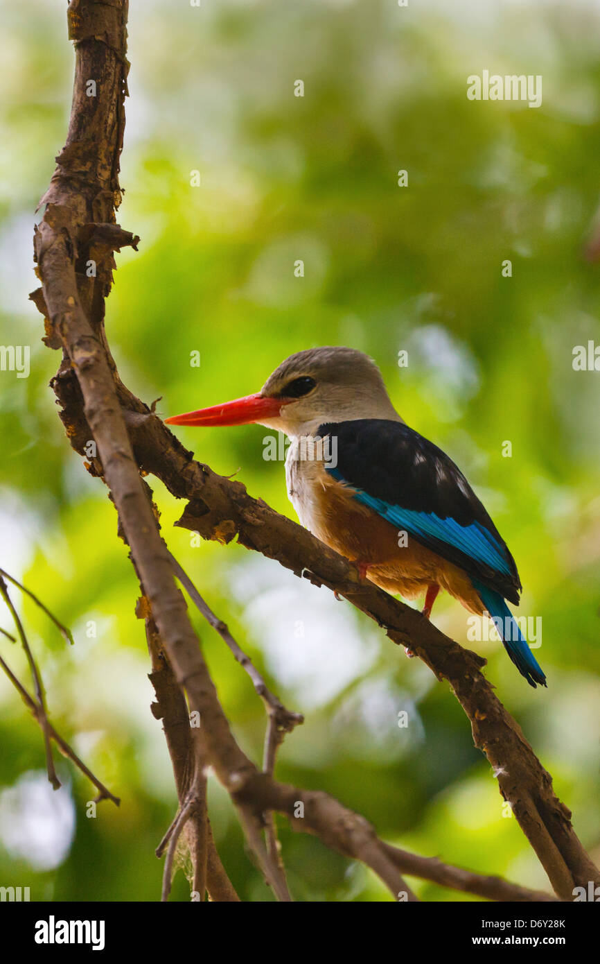 Grey headed kingfisher hi-res stock photography and images - Alamy