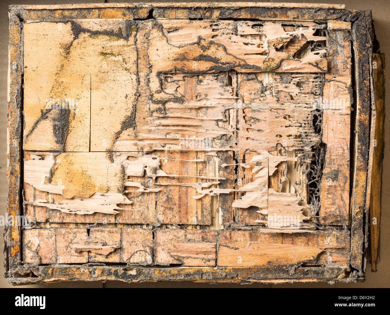 Damaged wood box eaten by termites in Thailand Stock Photo - Alamy