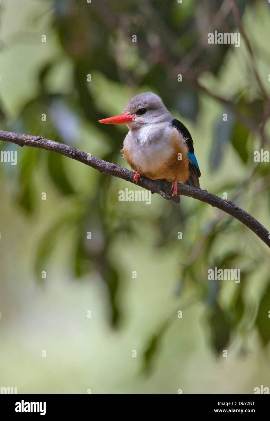 Grey-headed Kingfisher(Halcyon leucocephala), Samburu, Kenya Stock ...