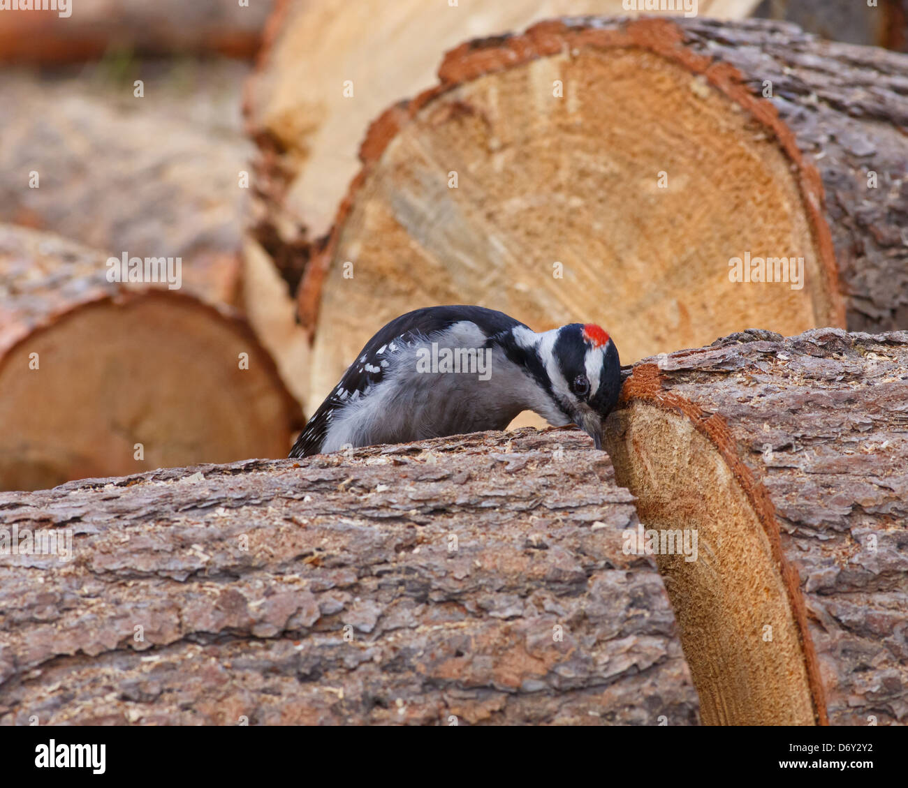 Curious woodpecker examining freshly cut firewood for signs of food ...