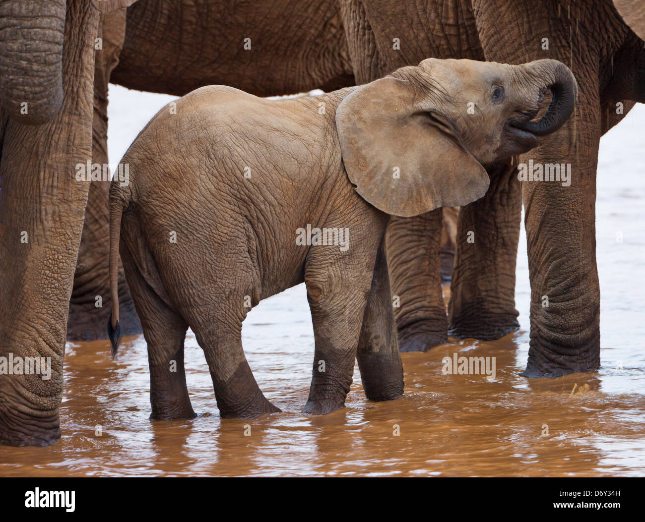 Elephant herd with cub, Samburu, Kenya Stock Photo - Alamy