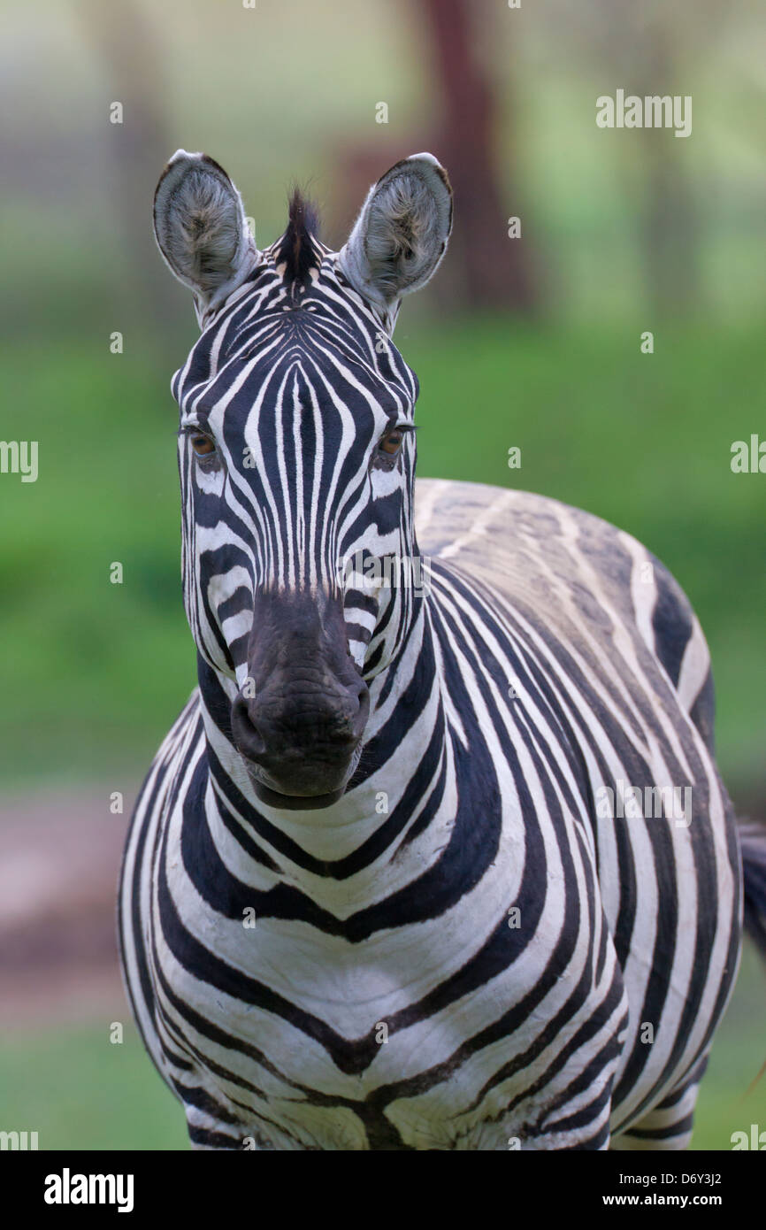 Zebra, Nakuru, Kenya Stock Photo - Alamy