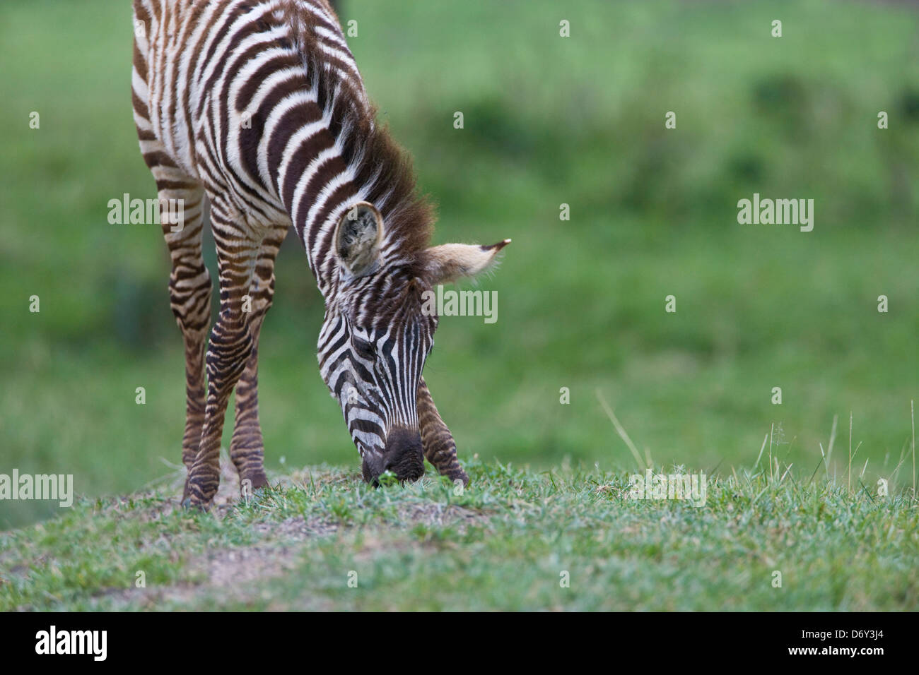 Kenya wild animal hi-res stock photography and images - Alamy