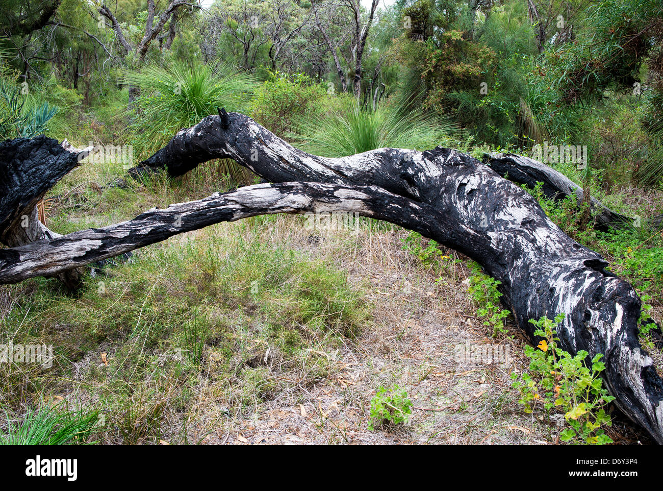 Landscape in Australian forest Star Swamp Perth Western Australia Stock ...