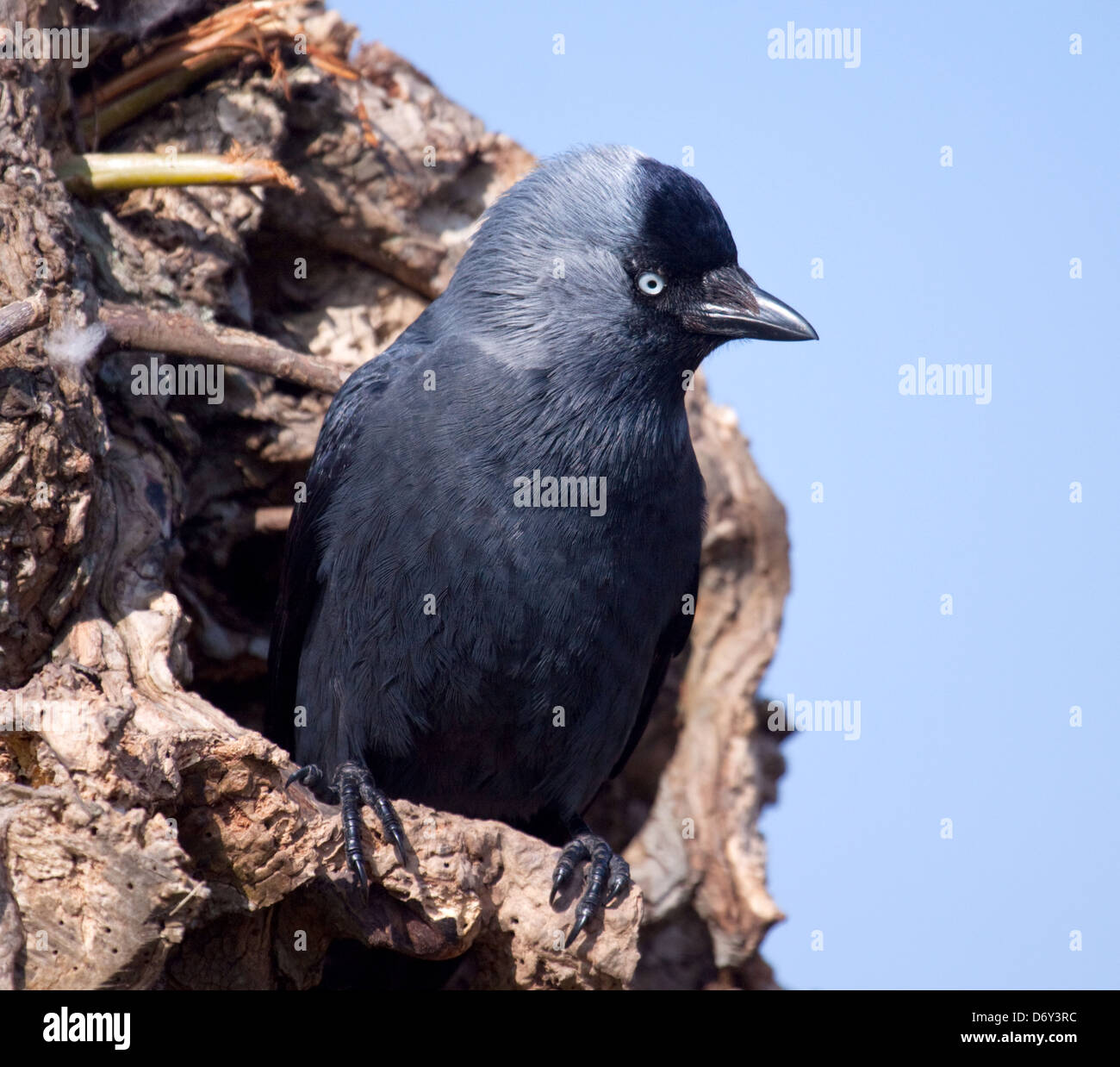 Jackdaw And Nest Hole High Resolution Stock Photography and Images - Alamy