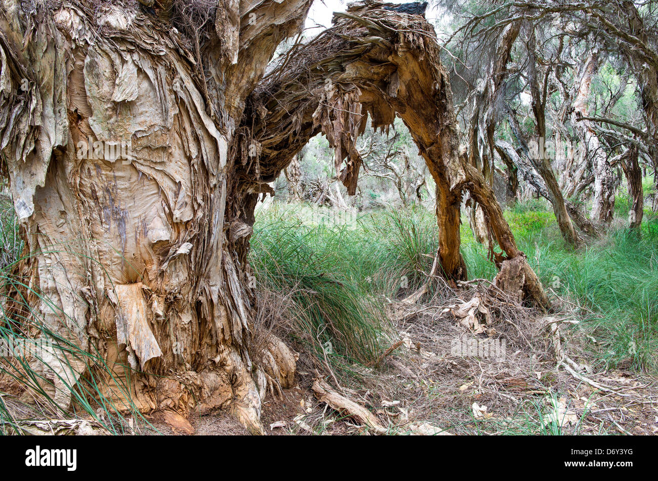 Landscape in Australian forest Star Swamp Perth Western Australia Stock ...
