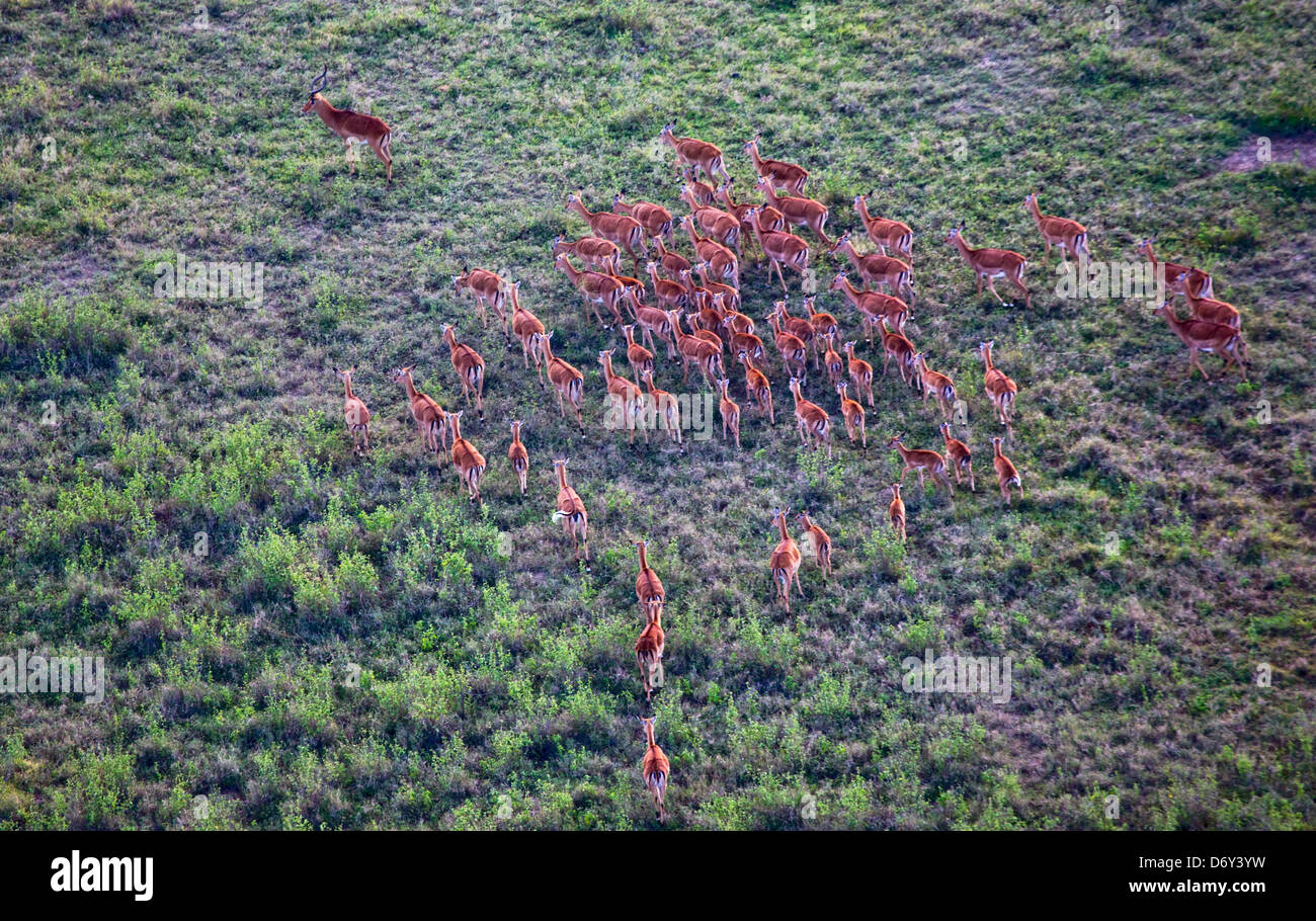 Aerial view of Impala (Aepyceros melampus) on the savanna, Nakuru ...