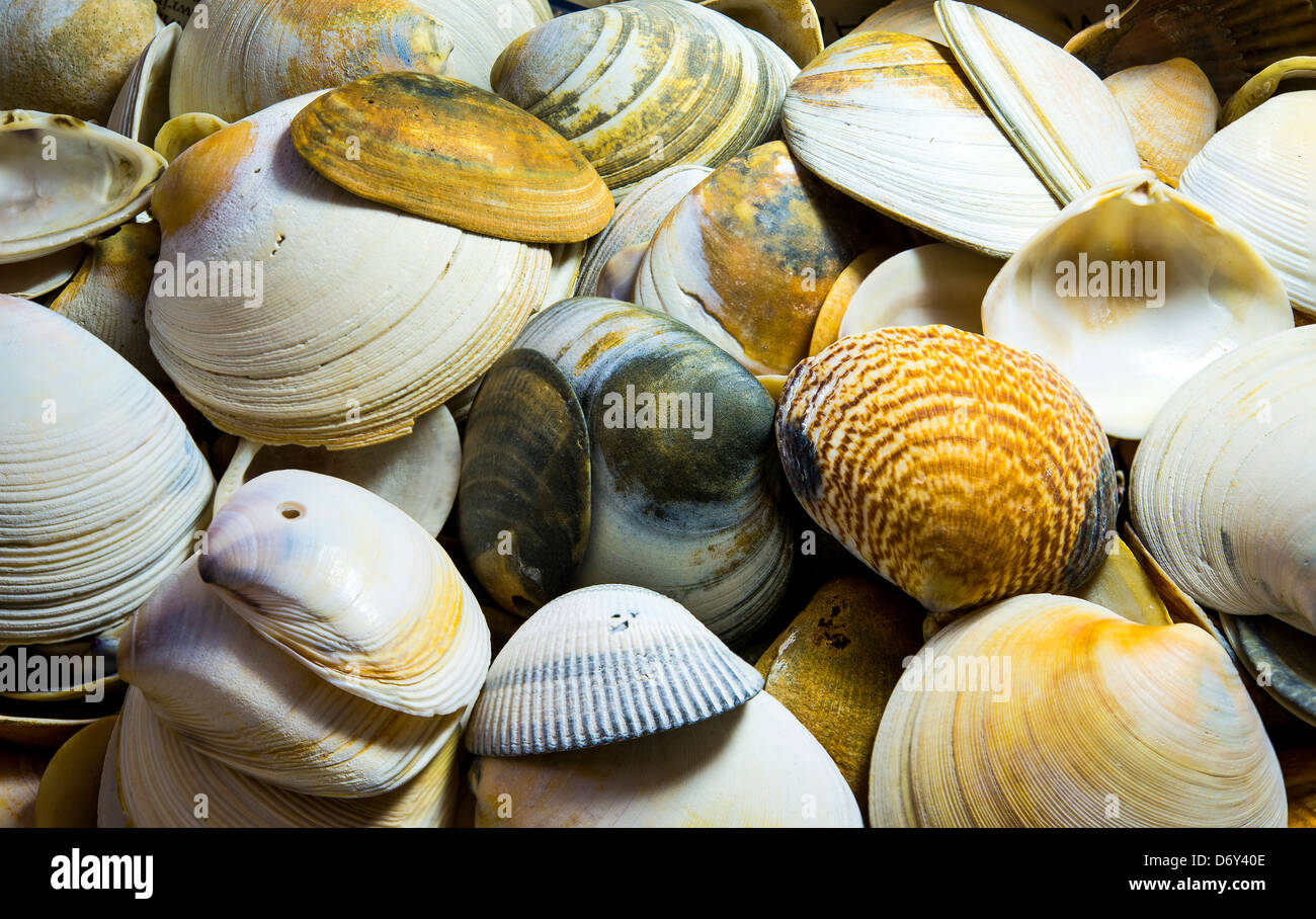 Ocean sea shells hi-res stock photography and images - Alamy