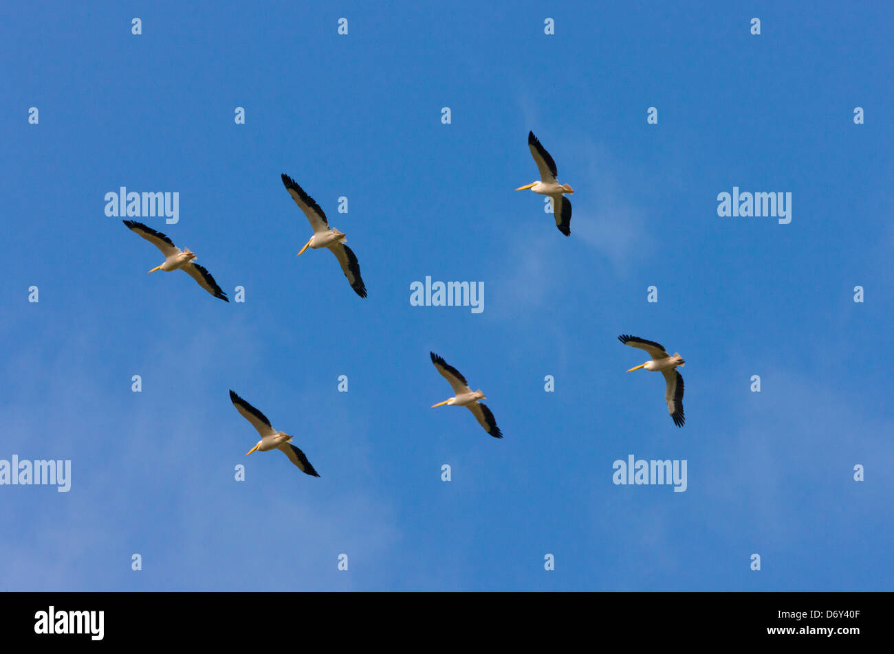 African White Pelicans in flight, Nakuru, Kenya Stock Photo - Alamy
