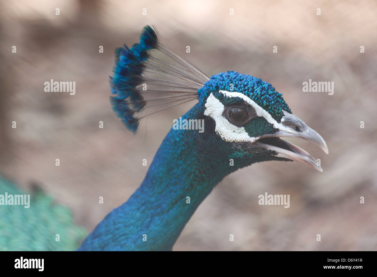 Focus The head Peacock Stock Photo - Alamy