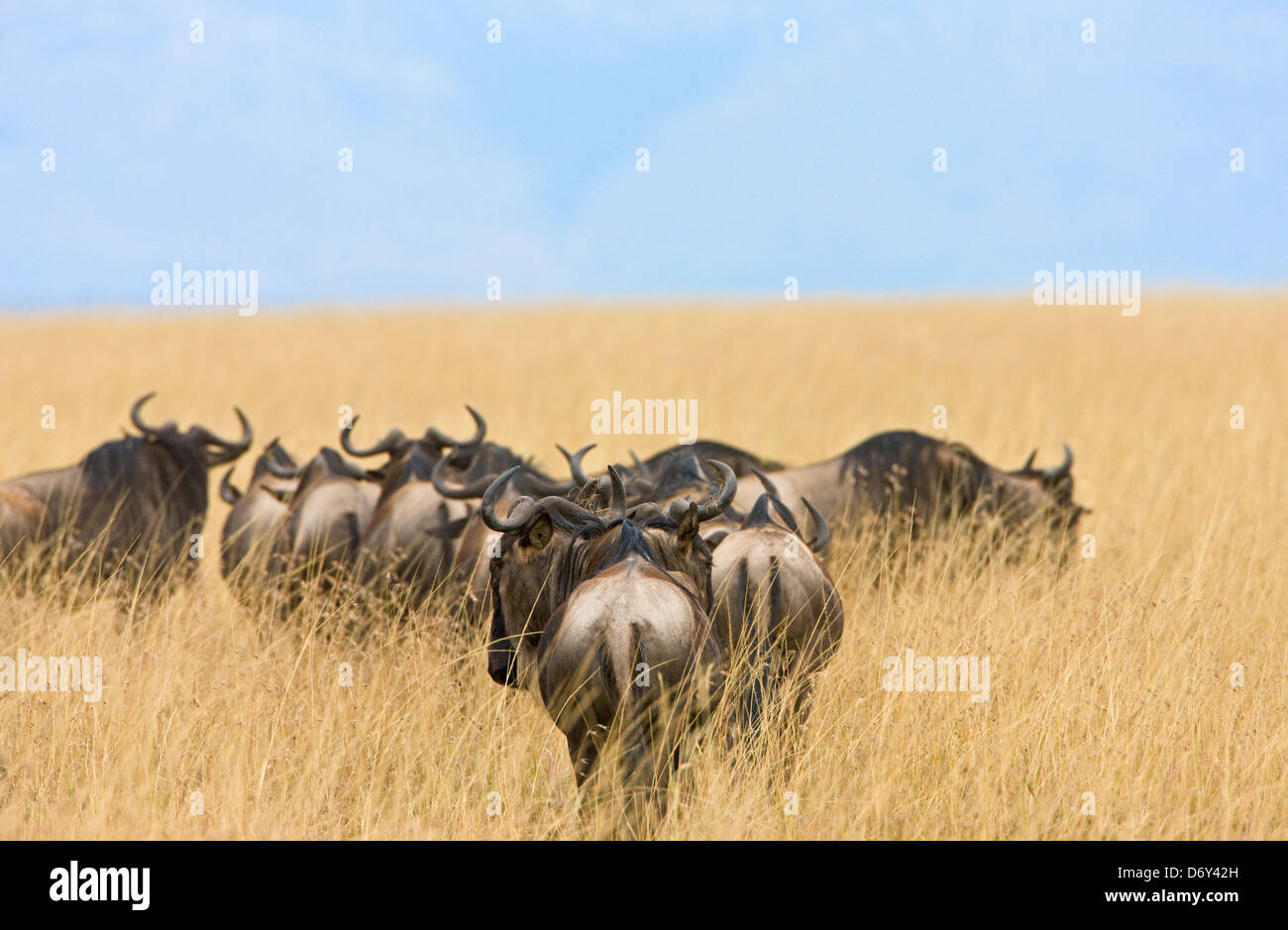 Wildebeest migration on the savanna, Masai Mara, Kenya Stock Photo - Alamy