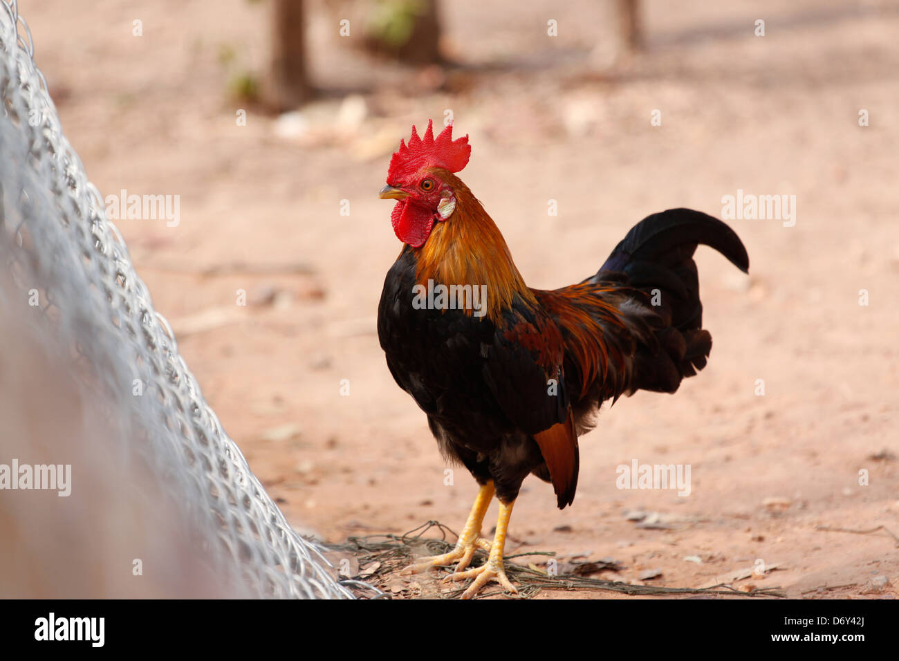 Thai bantam in the Back gardens,bantam of Native species Stock Photo ...