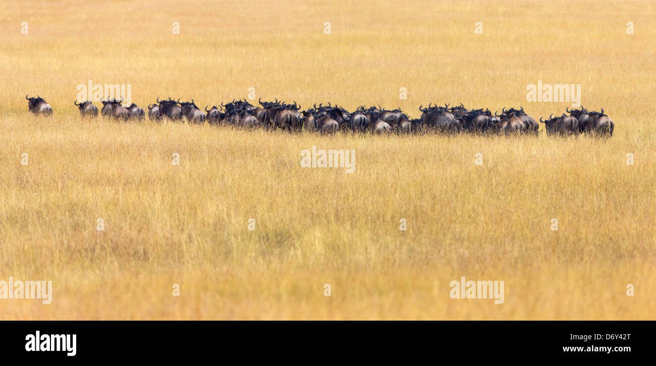 Wildebeest migration on the savanna, Masai Mara, Kenya Stock Photo - Alamy