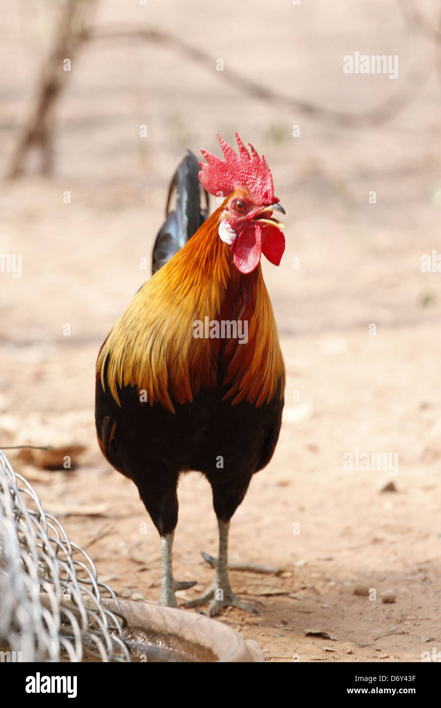 Thai bantam in the Back gardens,bantam of Native species Stock Photo ...