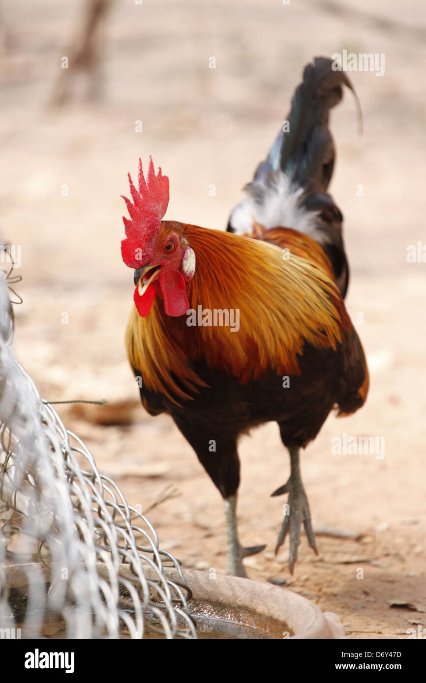 Thai Bantam Chicken High Resolution Stock Photography and Images - Alamy