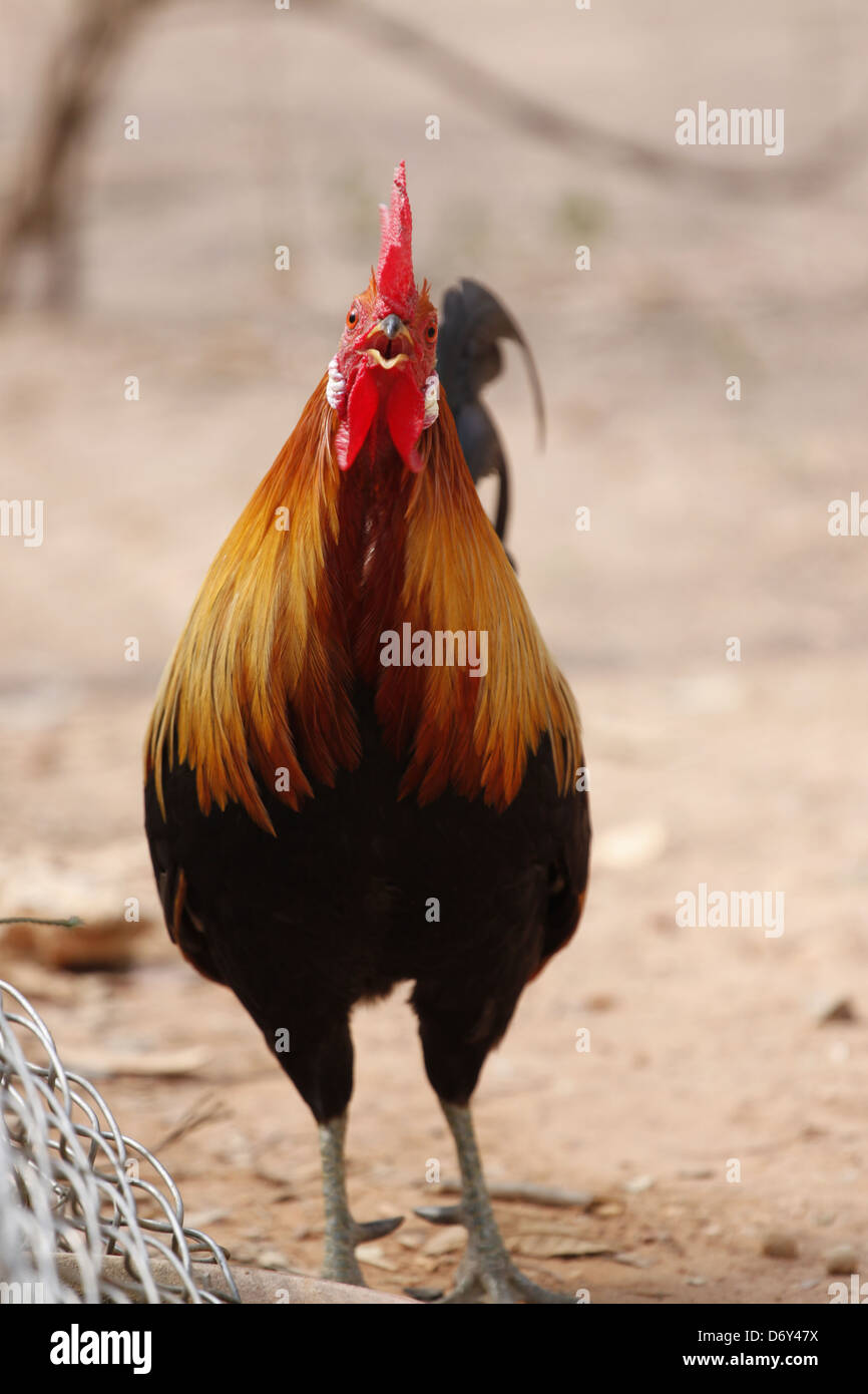 Thai bantam in the Back gardens,bantam of Native species Stock Photo ...