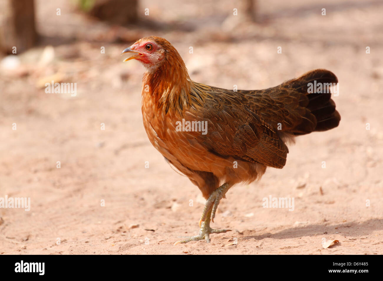 Thai bantam in the Back gardens,bantam of Native species Stock Photo ...