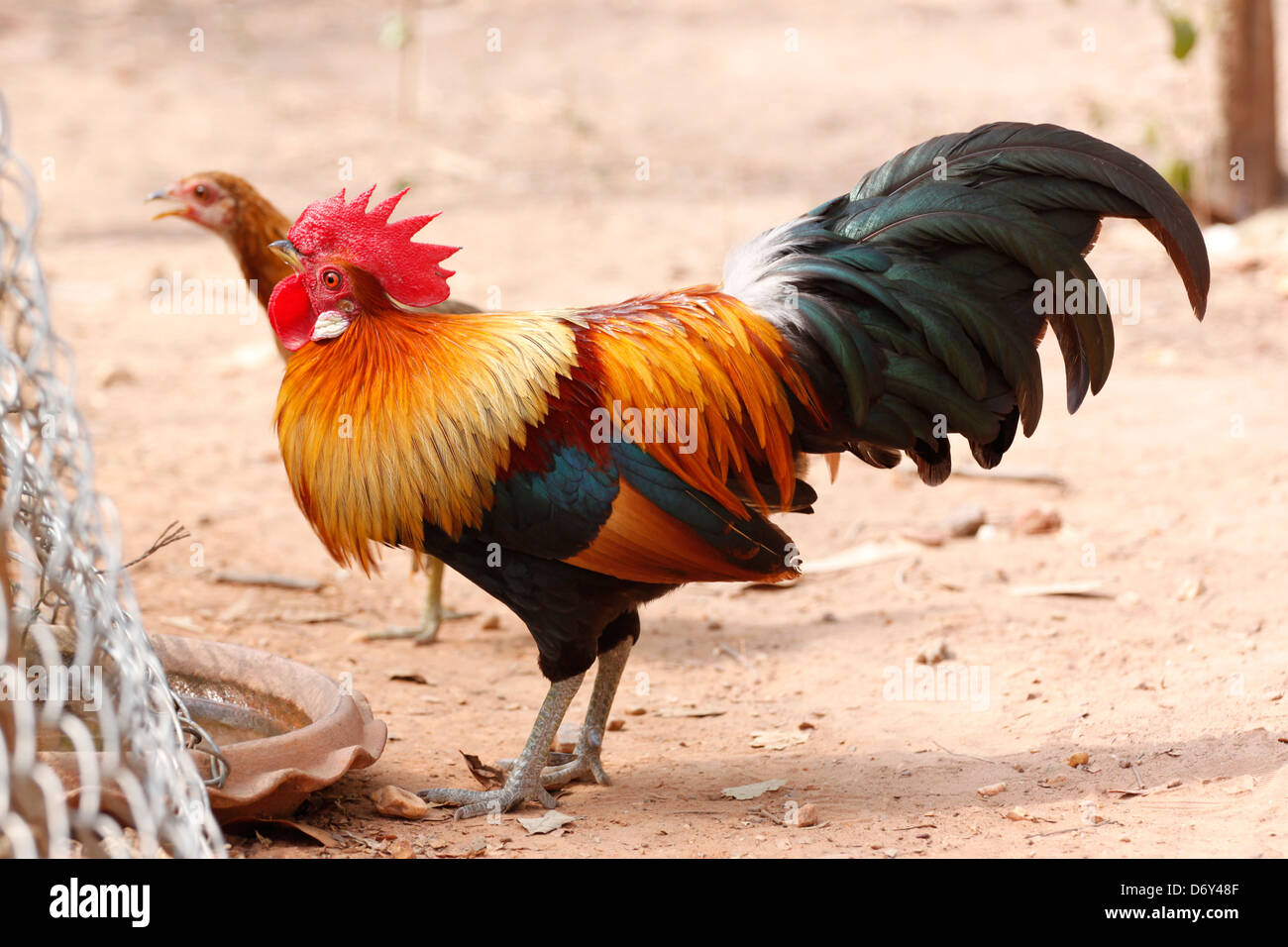 Thai bantam in the Back gardens,bantam of Native species Stock Photo ...
