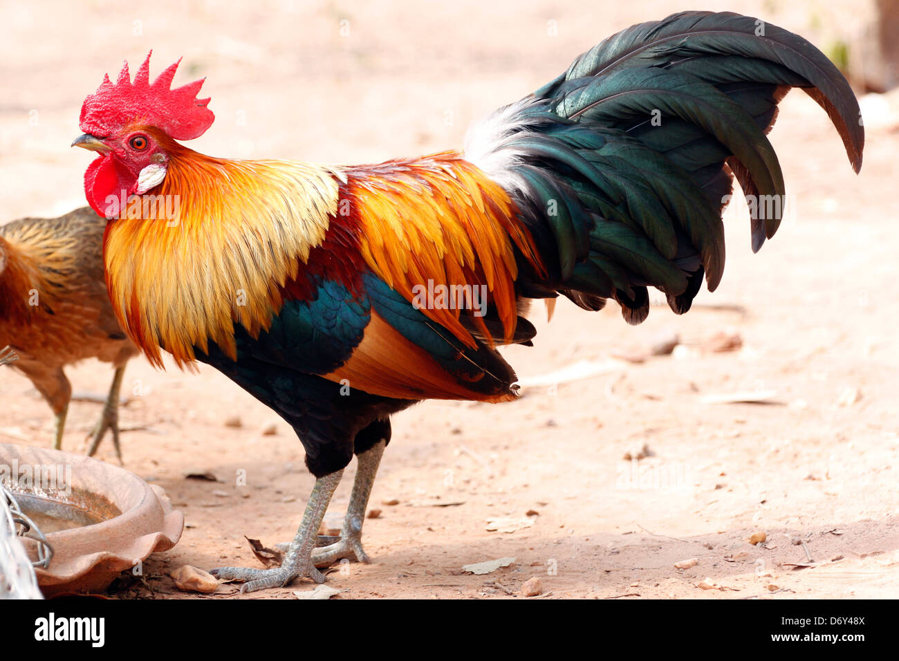 Thai bantam in the Back gardens,bantam of Native species Stock Photo ...