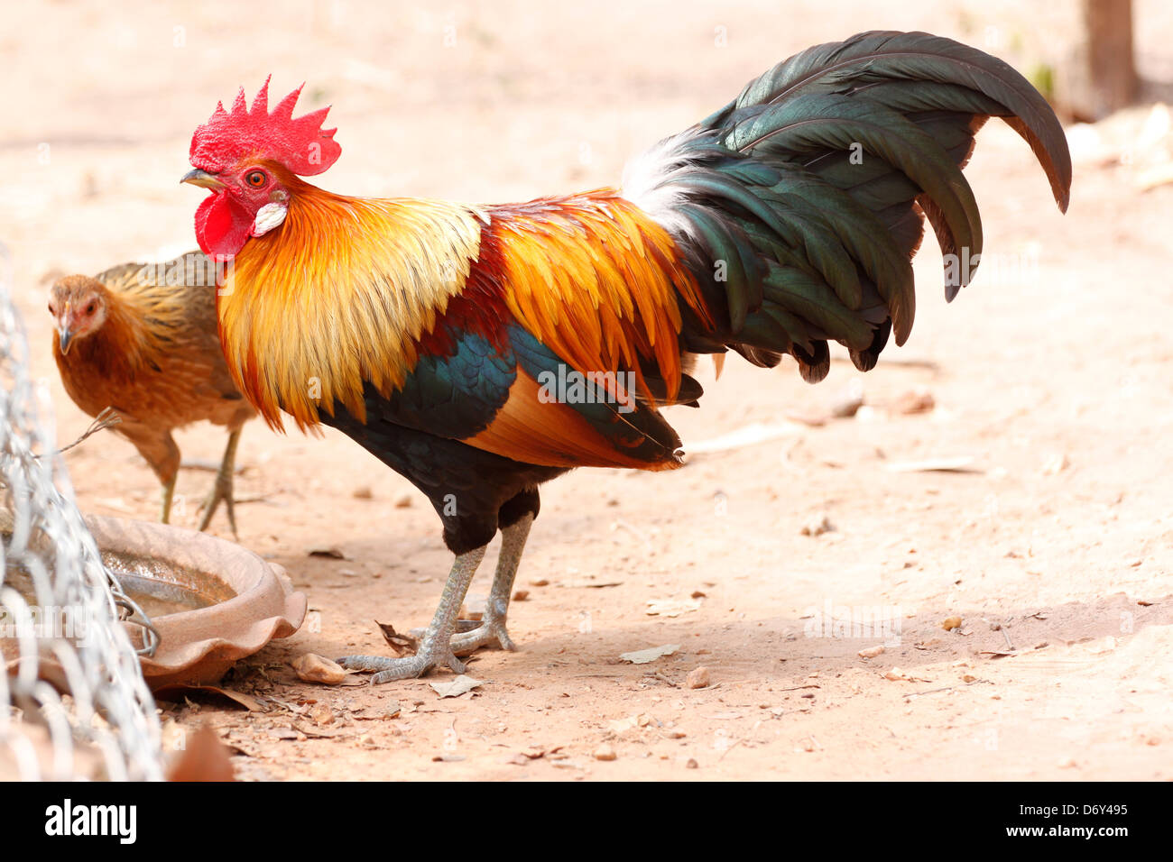 Thai bantam in the Back gardens,bantam of Native species Stock Photo ...