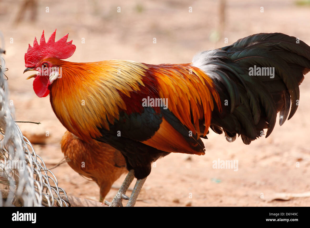 Thai bantam in the Back gardens,bantam of Native species Stock Photo ...