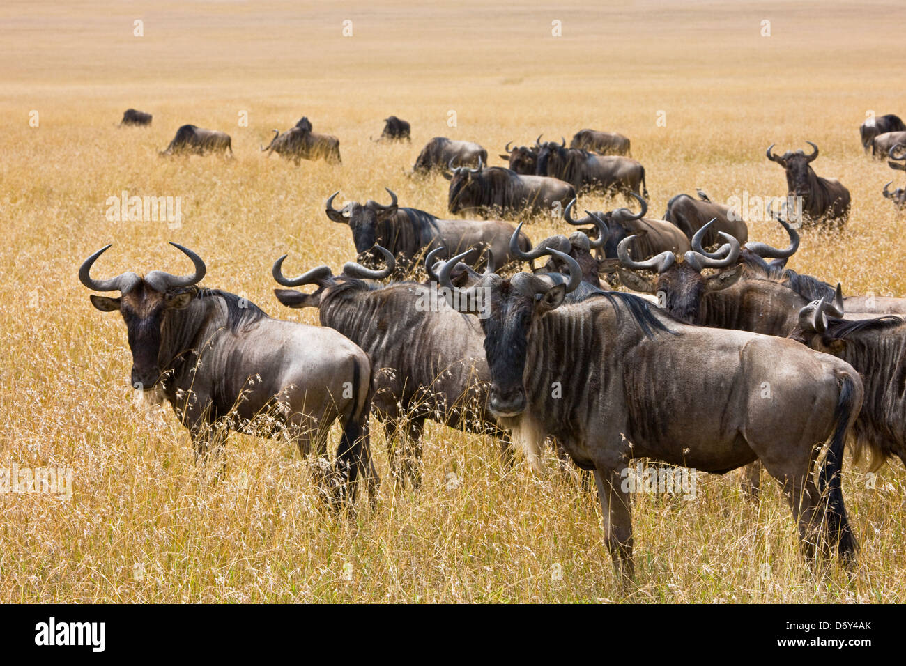 Wildebeest migration on the savannah, Masai Mara, Kenya Stock Photo - Alamy