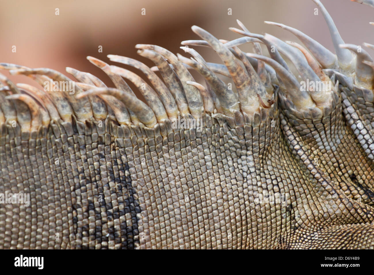 Zoom hi-res stock photography and images - Alamy