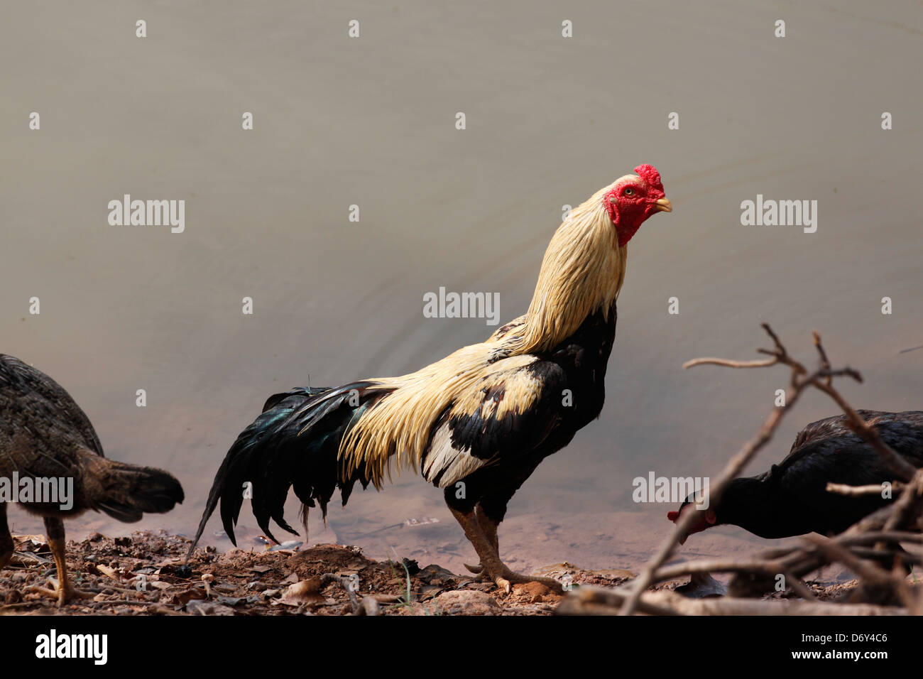 Thai bantam chicken hi-res stock photography and images - Alamy